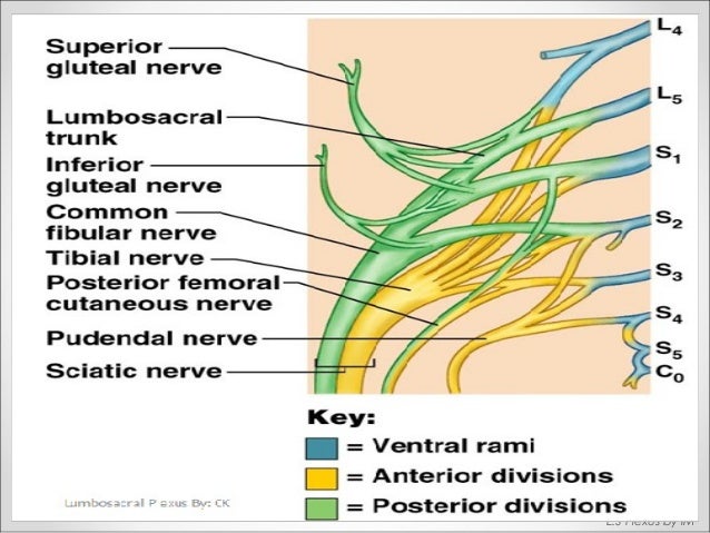 Posterior Thoracic Plexus Thoracic Outlet Syndrome: Diagnosis,