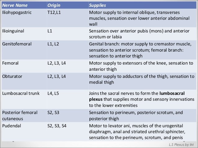 Anatomy of lumbosacral plexus (by Murtaza Syed)