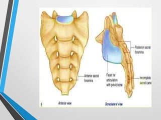 Anatomy of lumbosacral region Updated 24-12-25.pptx