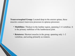 Anatomy of lumbosacral region Updated 24-12-25.pptx