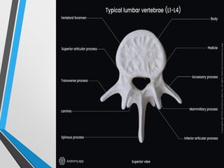 Anatomy of lumbosacral region Updated 24-12-25.pptx