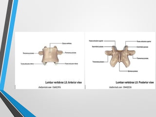 Anatomy of lumbosacral region Updated 24-12-25.pptx