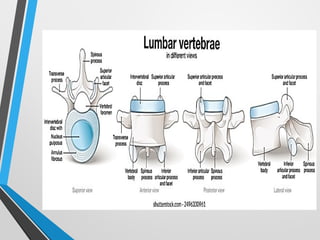 Anatomy of lumbosacral region Updated 24-12-25.pptx