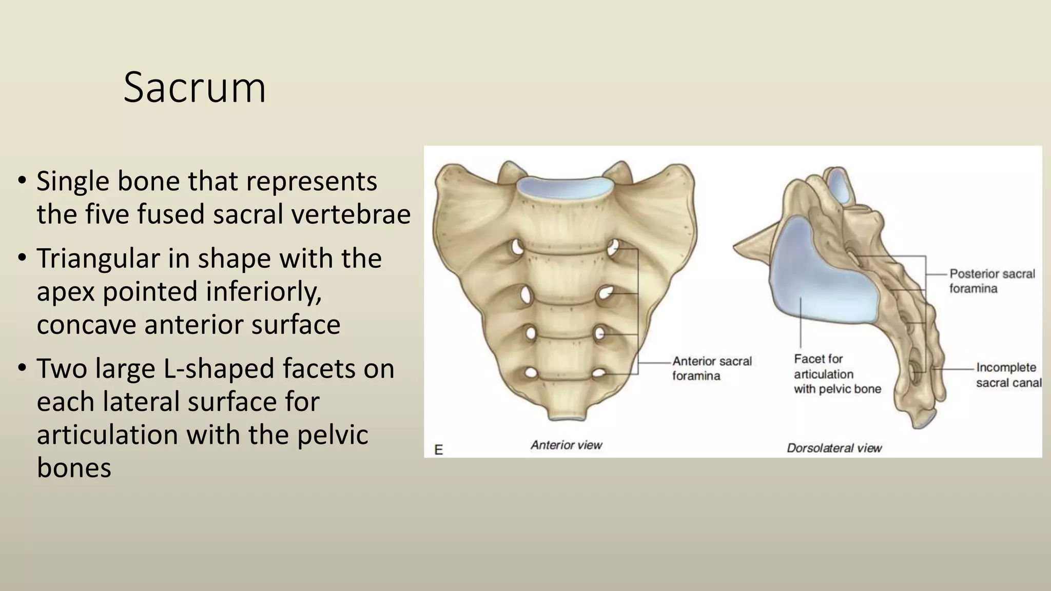 Anatomy of Lumbosacral Spine.pptx