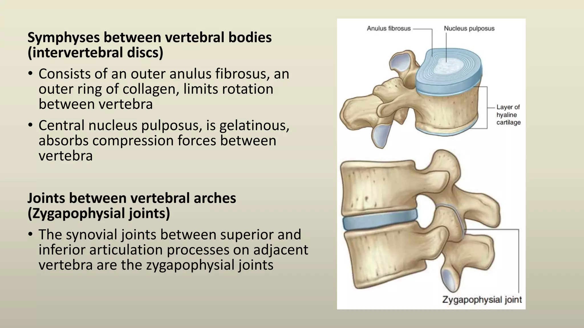 Anatomy of Lumbosacral Spine.pptx