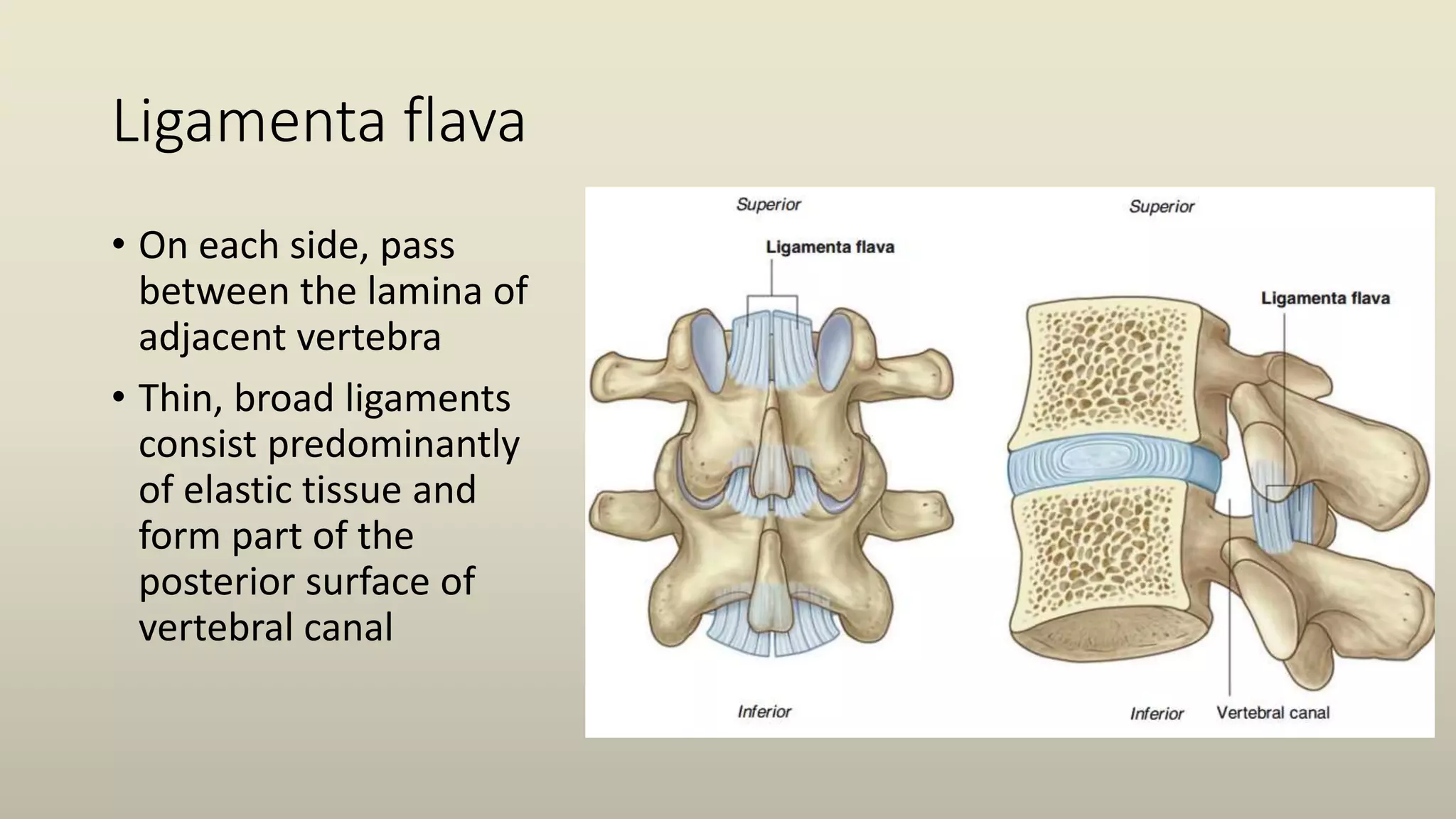 Anatomy of Lumbosacral Spine.pptx