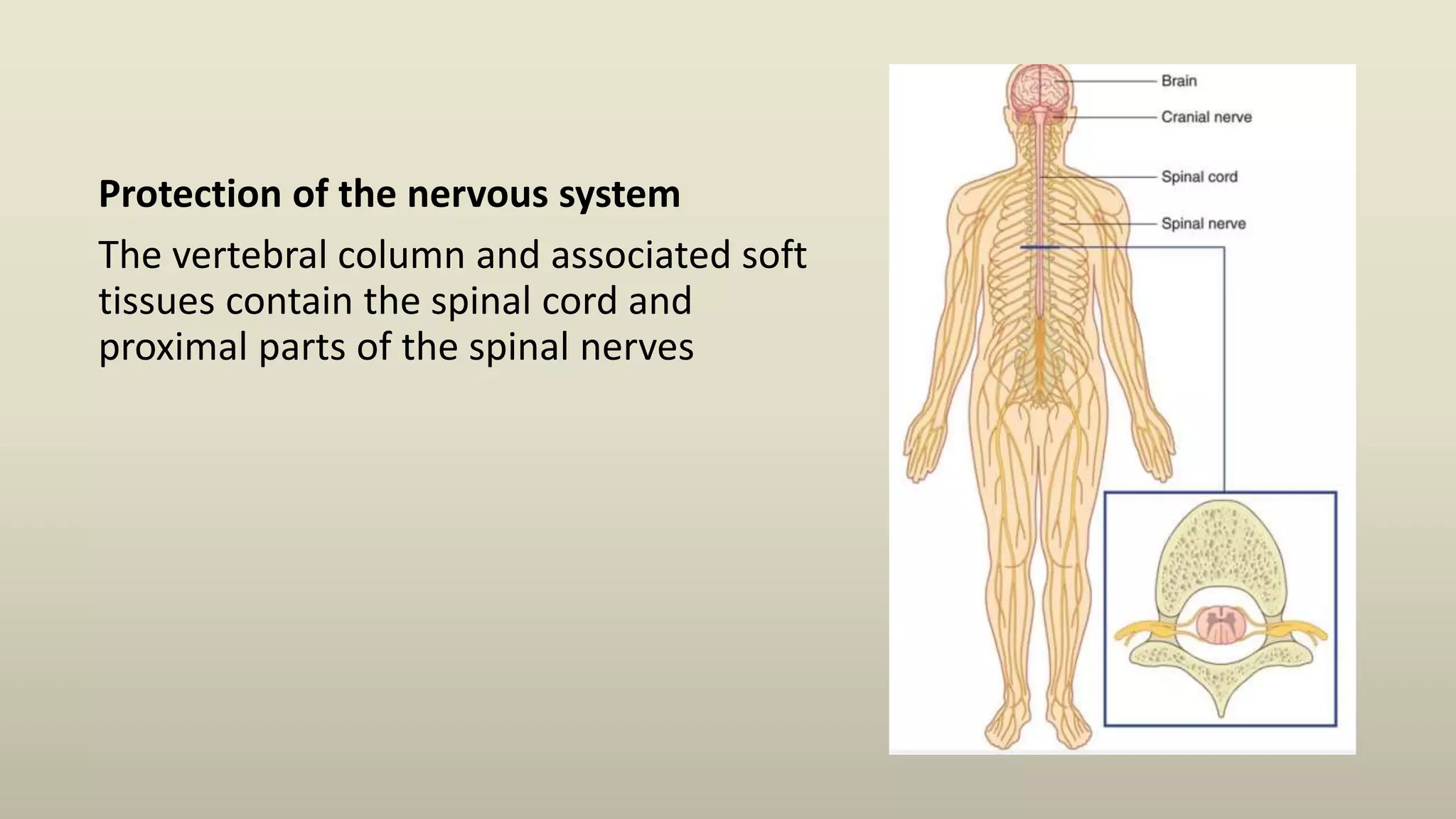Anatomy of Lumbosacral Spine.pptx