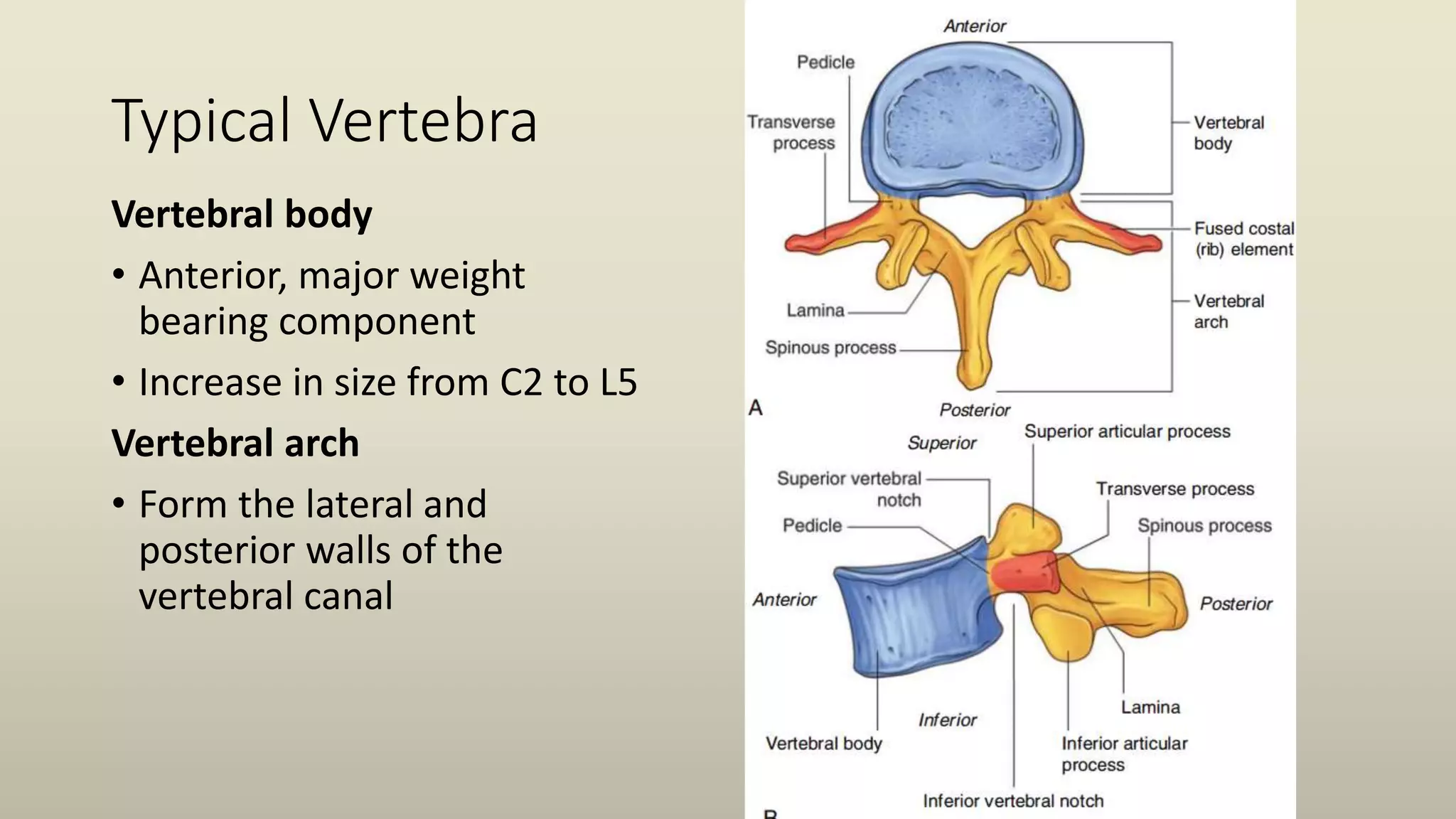 Anatomy of Lumbosacral Spine.pptx