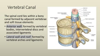 Anatomy of Lumbosacral Spine.pptx