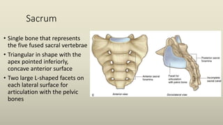 Anatomy of Lumbosacral Spine.pptx