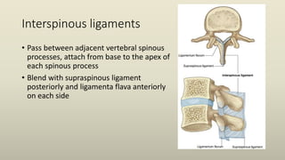 Anatomy of Lumbosacral Spine.pptx