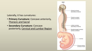 Anatomy of Lumbosacral Spine.pptx