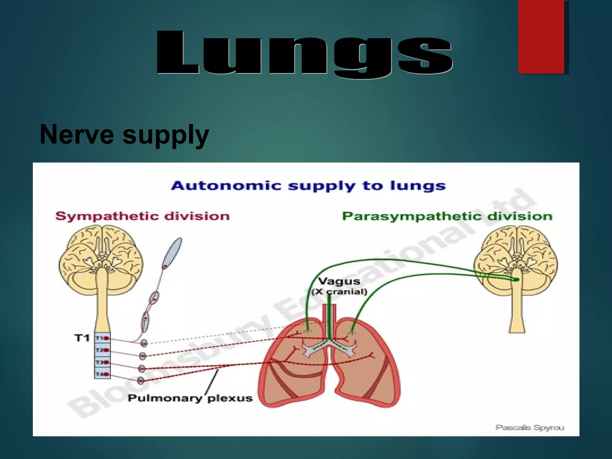 Lung of Anatomy | PPT