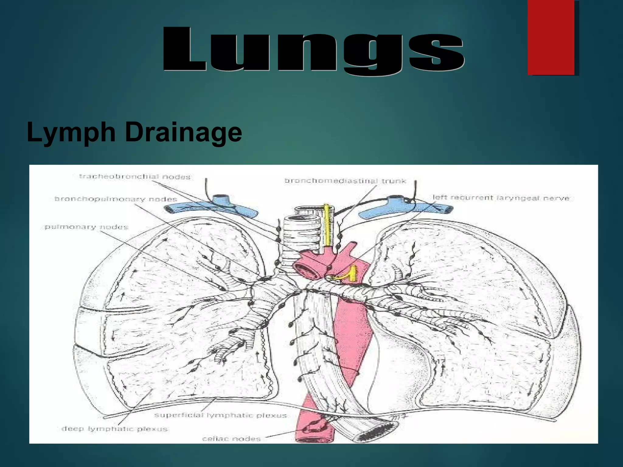 Lung of Anatomy | PPT
