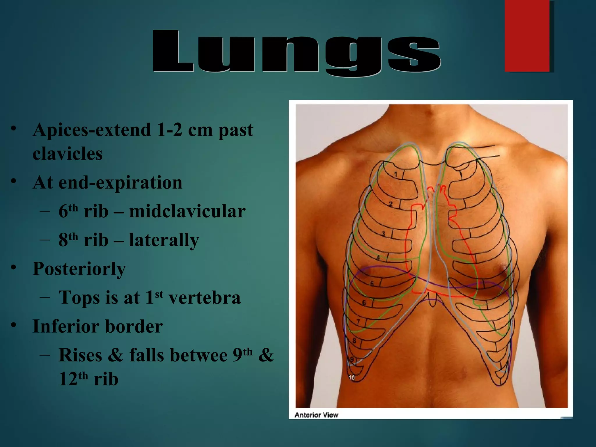 Lung of Anatomy | PPT