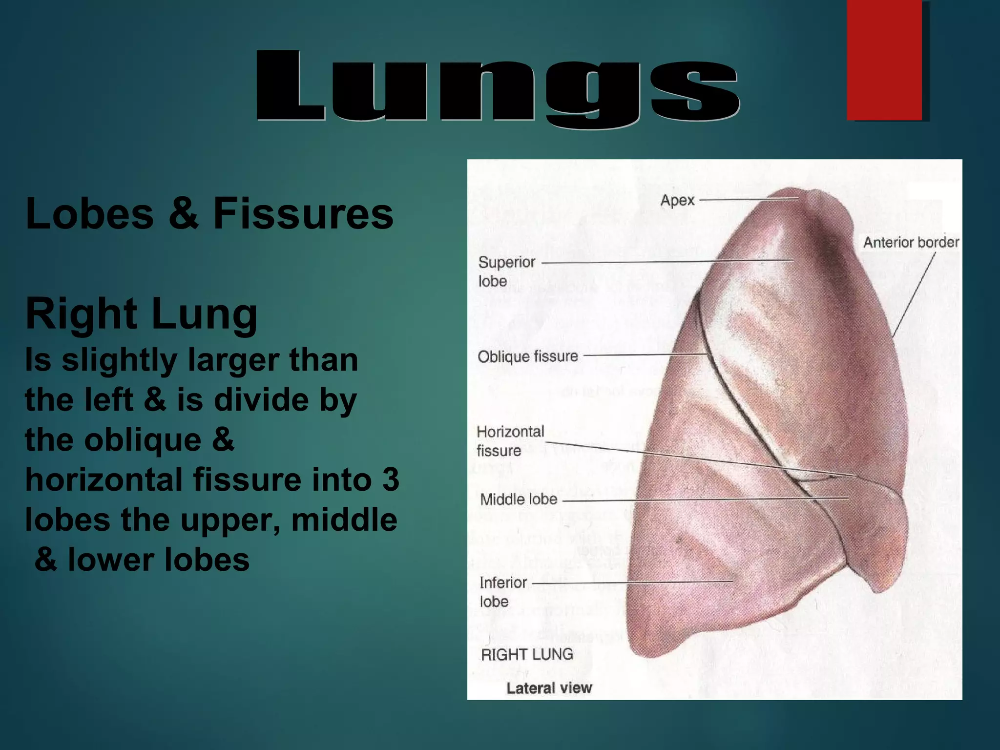 Lung of Anatomy | PPT