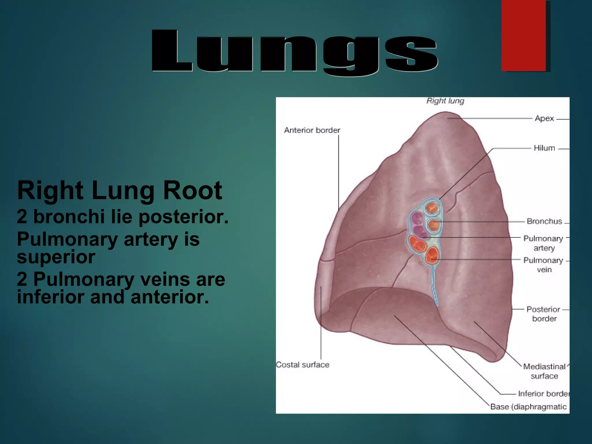 Lung of Anatomy | PPT