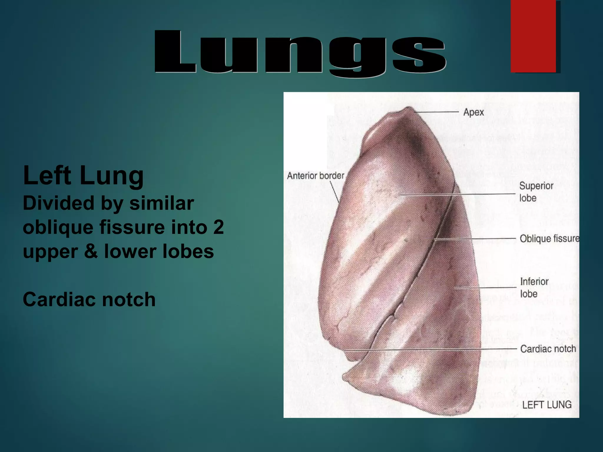 Lung of Anatomy | PPT