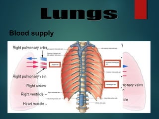 Lung of Anatomy | PPT