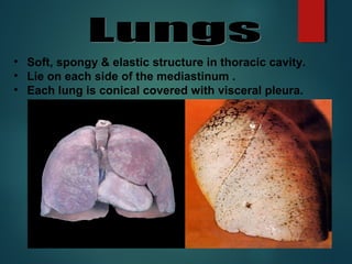 Lung of Anatomy | PPT