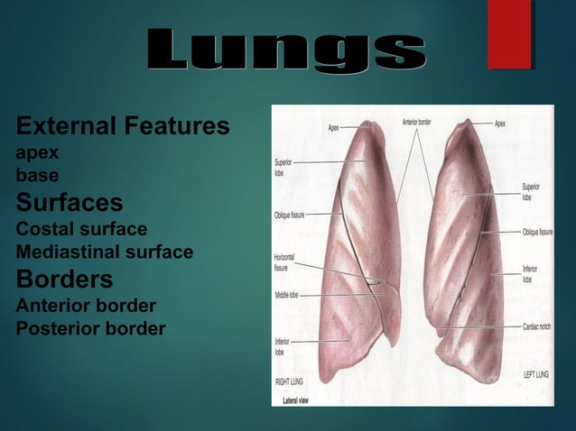 Lung of Anatomy | PPT