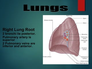 Lung of Anatomy | PPT