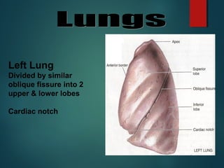 Lung of Anatomy | PPT