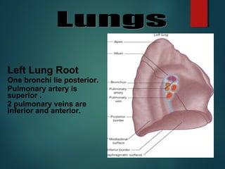 Lung of Anatomy | PPT