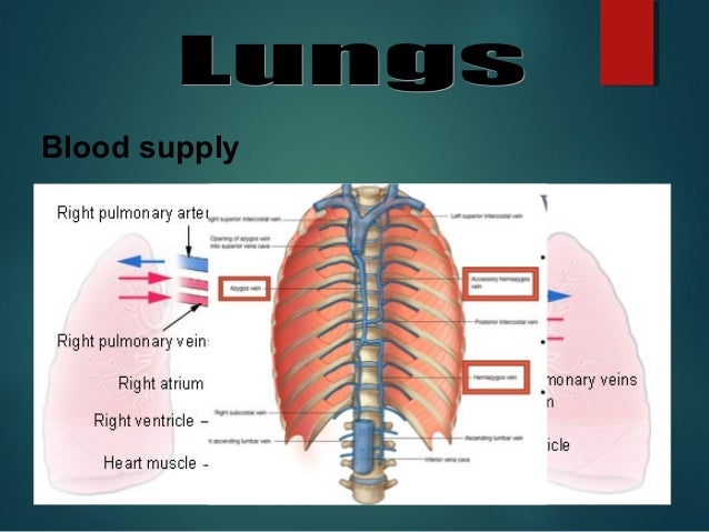 Lung of Anatomy