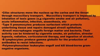 Anatomy of lungs and physiology of lungs | PPTX