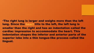Anatomy of lungs and physiology of lungs | PPTX