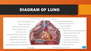 Anatomy of lungs and physiology of lungs | PPTX