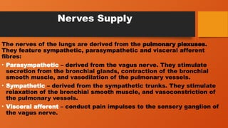 Anatomy of lungs and physiology of lungs | PPTX