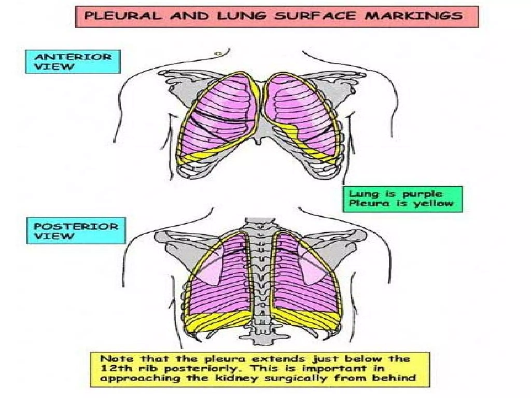 Anatomy of lung & pleura | PPT