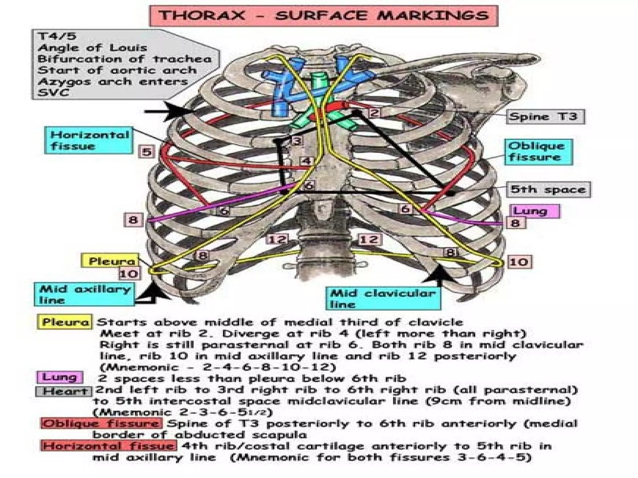 Anatomy of lung & pleura | PPT