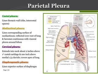 Anatomy of lung & pleura | PPT