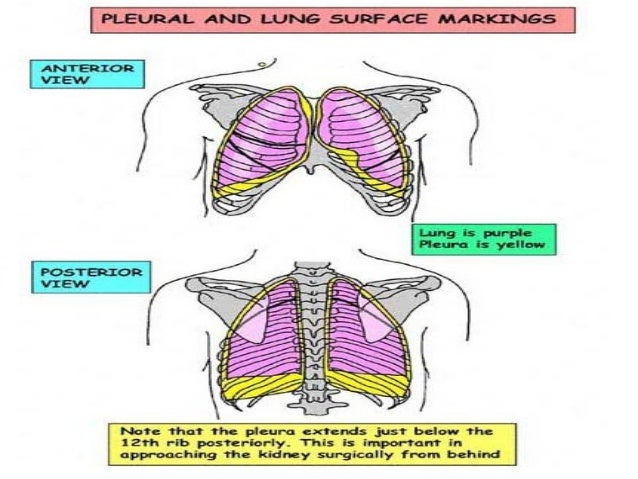 Anatomy of lung & pleura