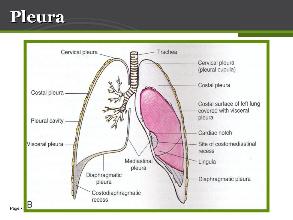 Lung Pleural Cupola at Mona Smith blog