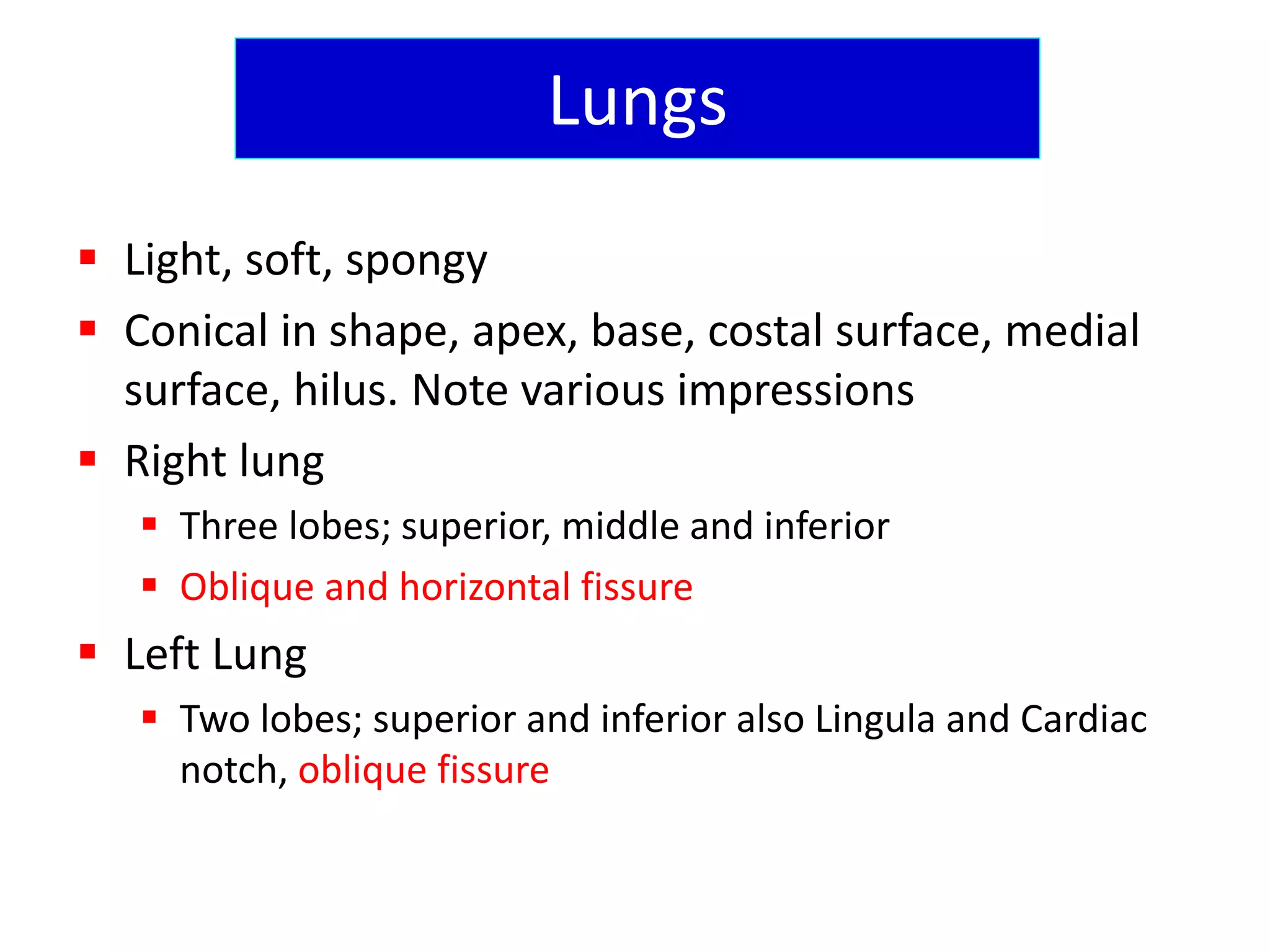 Clinical Anatomy of lungs | PPTX