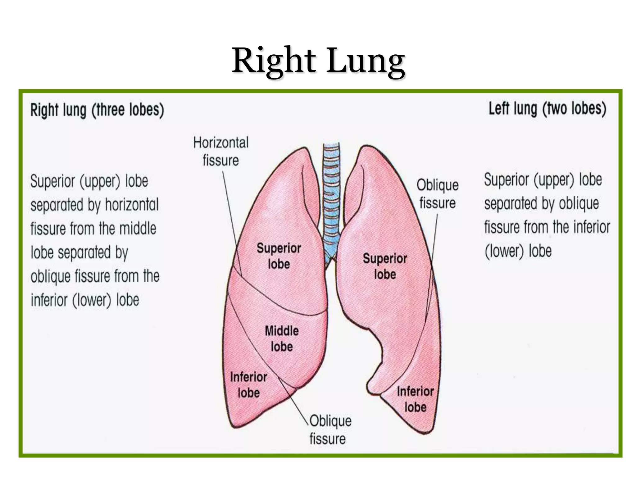 Clinical Anatomy of lungs | PPTX