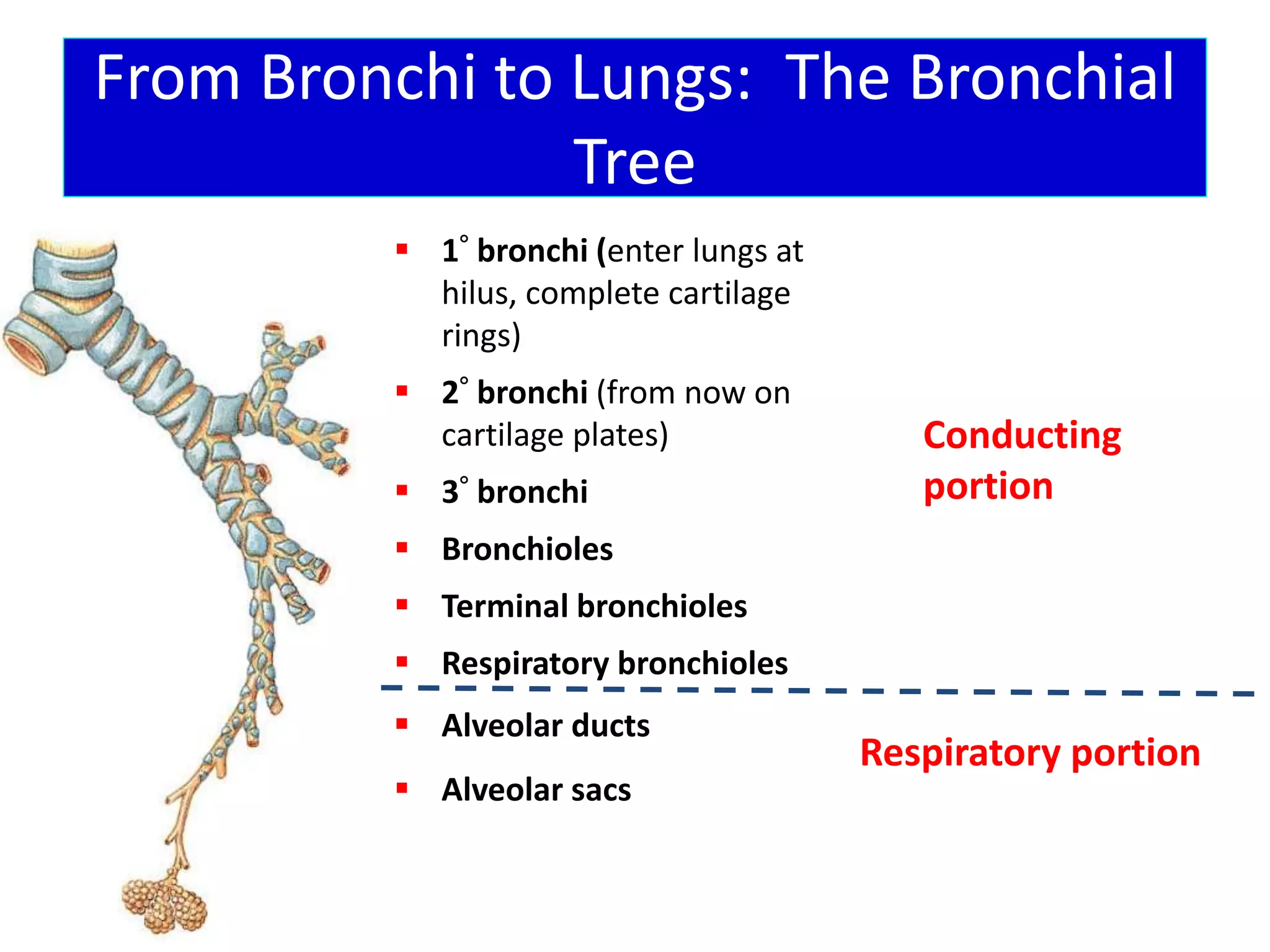 Clinical Anatomy of lungs | PPTX