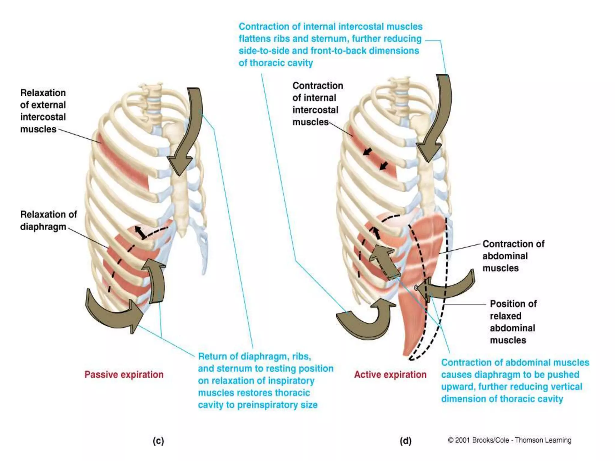 Clinical Anatomy of lungs | PPTX