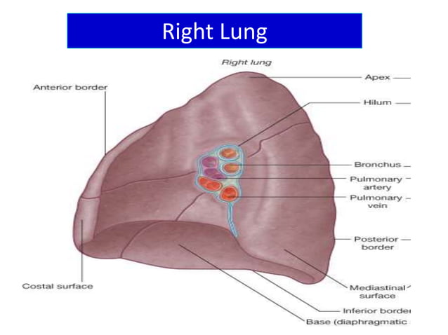 Clinical Anatomy of lungs | PPTX
