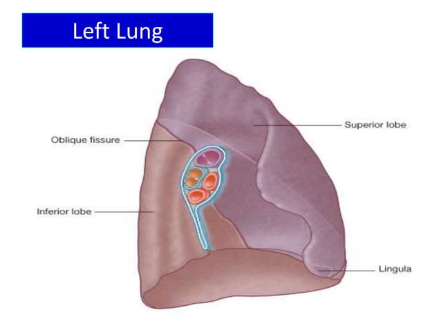 Clinical Anatomy of lungs | PPTX