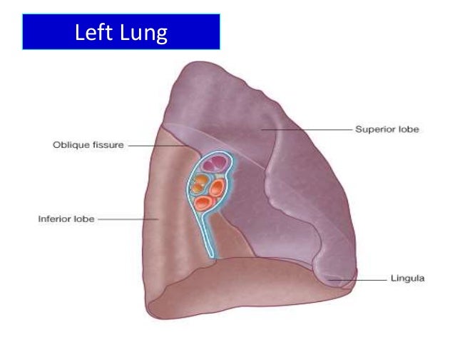 Lingula Anatomy Anatomy Book