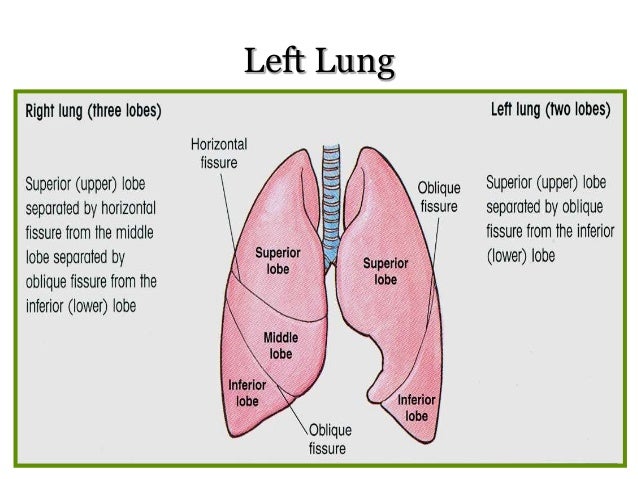 Clinical Anatomy of lungs