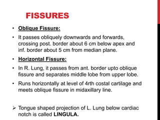 Lungs Anatomy | PPTX