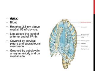 Lungs Anatomy | PPTX