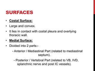 Lungs Anatomy | PPTX