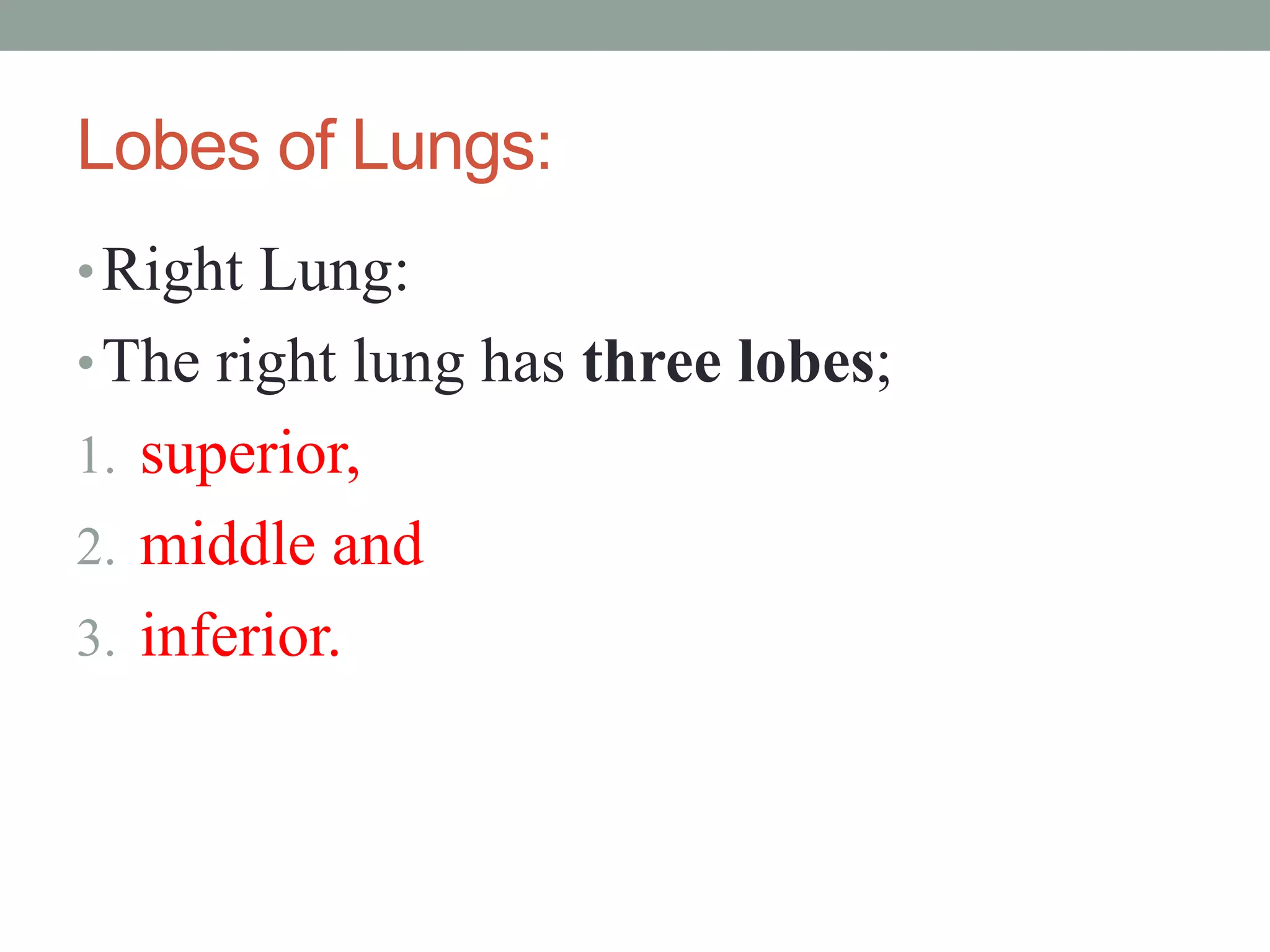 Anatomy of lungs | PPTX